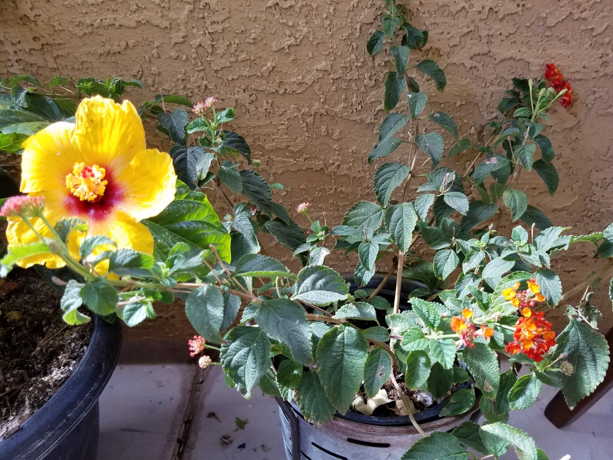 The Broken Branch – Julie Shangle